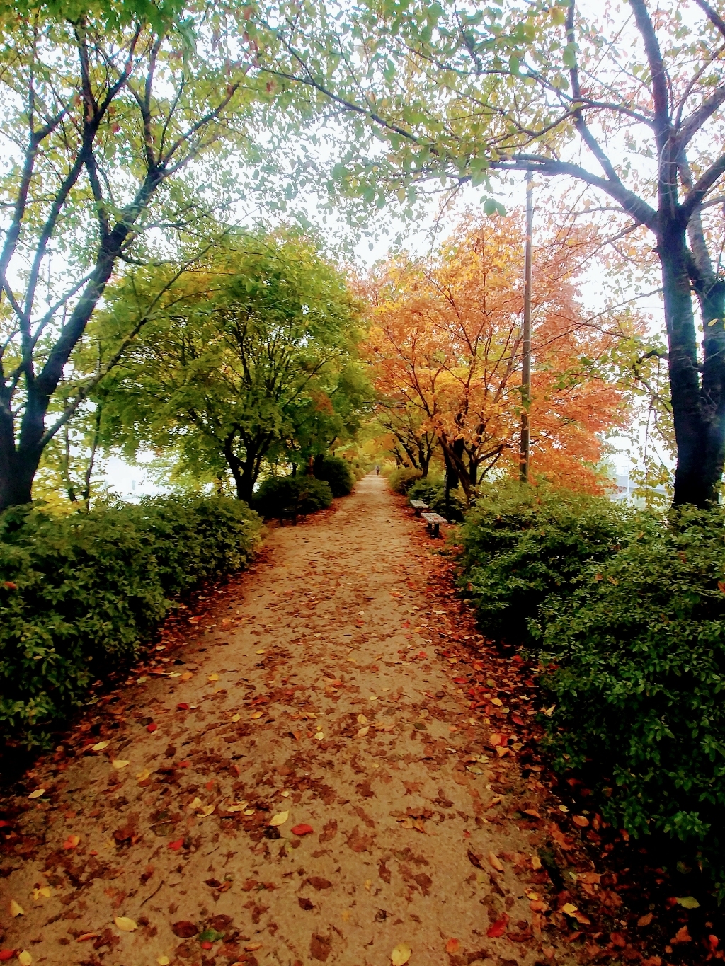 GNM자연의품격 코큐텐11 코엔자임Q10 11