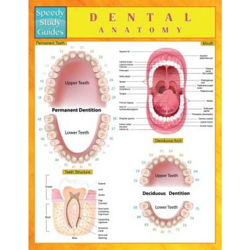 Dental Anatomy (Speedy Study Guides) Paperback, Speedy Publishing LLC ...