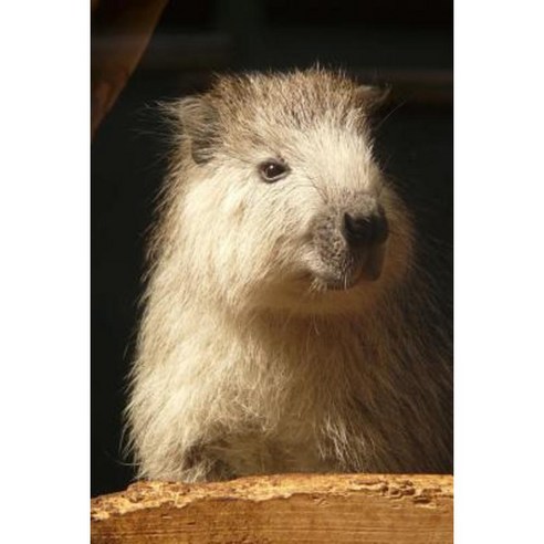 Hutia Conga Tree Rat Animal Journal: 150 Page Lined Notebook/Diar ...