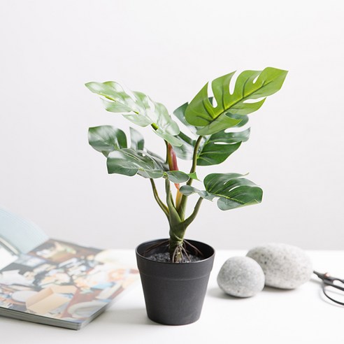 Marsh Marigold Mini Monstera Port 酷澎 - 天天低價，你的日常所需都在酷澎